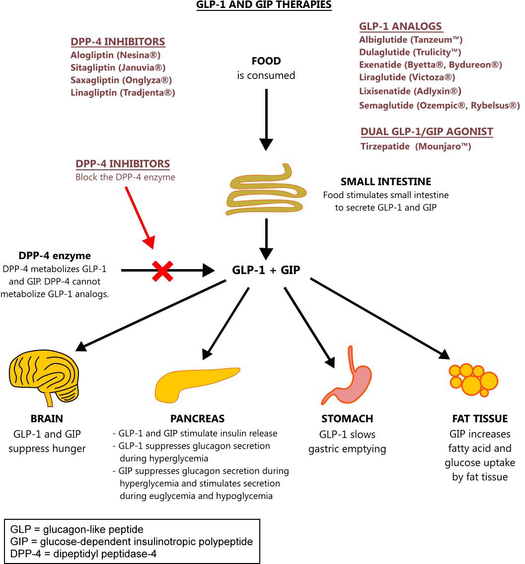 Mounjaro (Zepbound) Science | CNMRI: Neurology, Sleep Medicine, MRI