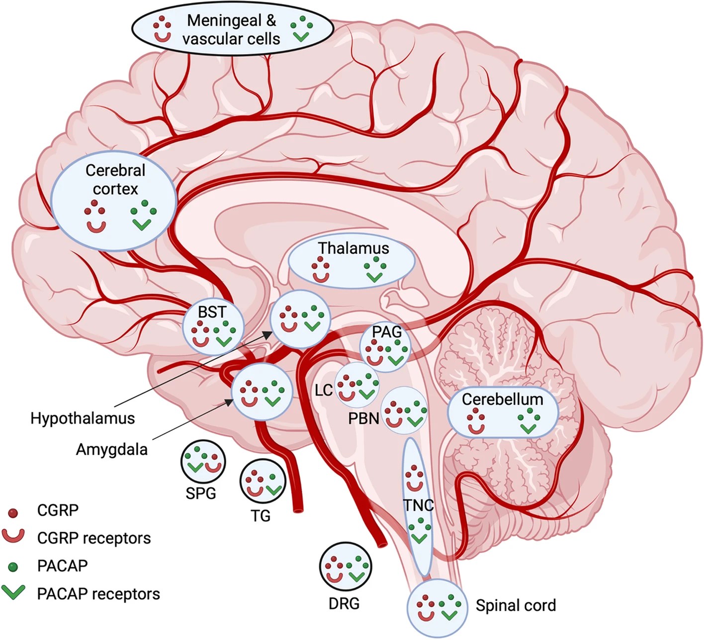 CGRP and PACAP in migraine pathophysiology | CNMRI: Neurology, Sleep ...